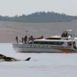 Victoria: Guided Wildlife-Watching Tour by Catamaran - The itinerary: what to expect on the water