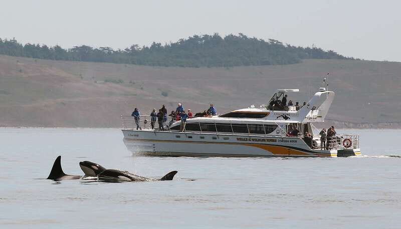 Victoria: Guided Wildlife-Watching Tour by Catamaran - The itinerary: what to expect on the water