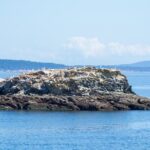 Victoria Half-Day Whale Watching Adventure with Free Photos - The Experience in Detail