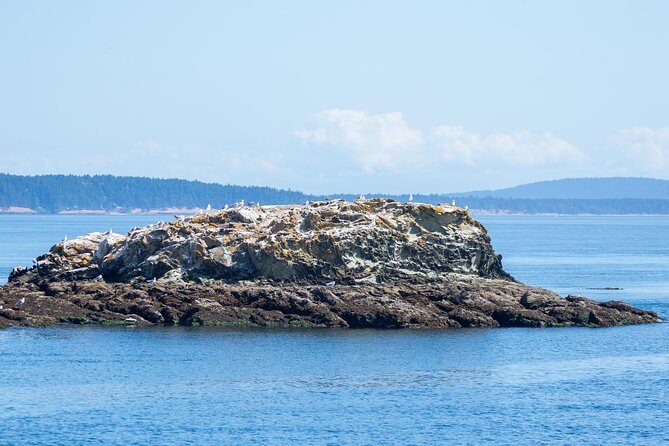 Victoria Half-Day Whale Watching Adventure with Free Photos - The Experience in Detail