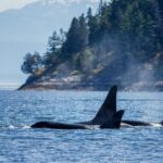 Victoria Highlights & Whale Watching Tour - Key Points