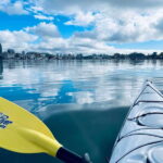 Victoria: Kayak Harbour Tour - Wildlife and Natural Encounters