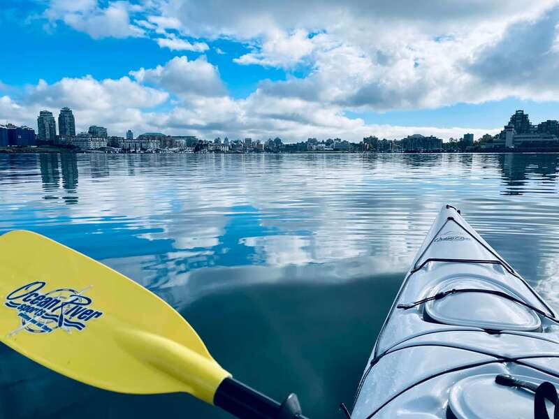 Victoria: Kayak Harbour Tour - Wildlife and Natural Encounters