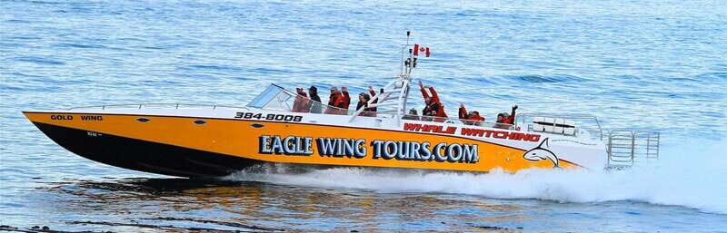 Victoria: Morning Whale-Watching Tour in Scarab Boat - What to Expect on the Water