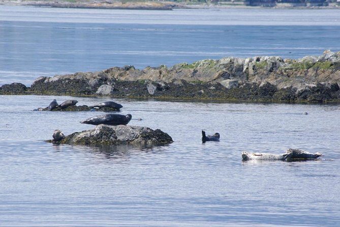 Victoria Shore Excursion: Whale-Watching Cruise with Expert Naturalist Guides - What to Expect on the Itinerary
