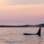 Victoria Sunset Whale-Watching Cruise - The Vessel & Comfort