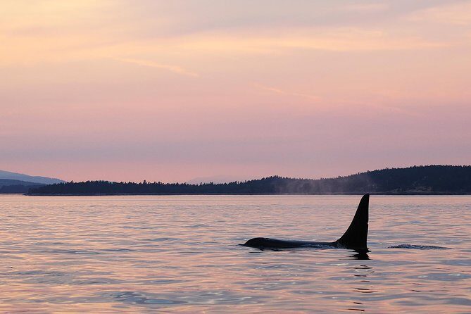 Victoria Sunset Whale-Watching Cruise - The Vessel & Comfort