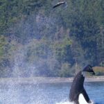 Victoria Ultimate Marine Whale & Wildlife Tour - The Sum Up
