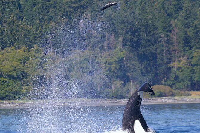 Victoria Ultimate Marine Whale & Wildlife Tour - The Sum Up