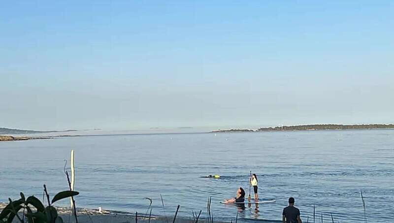 Victoria: Upper Gorge Waterway Paddle Boarding Tour - Summary: Who Will Love This Tour?