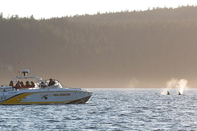 Victoria Whale and Wildlife Cruise - The Sum Up: Why This Experience Is Worth It