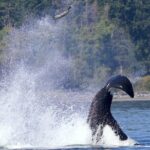 Victoria Whale Watching Cruise with Expert Naturalists - Wildlife Encounters: What You Might See