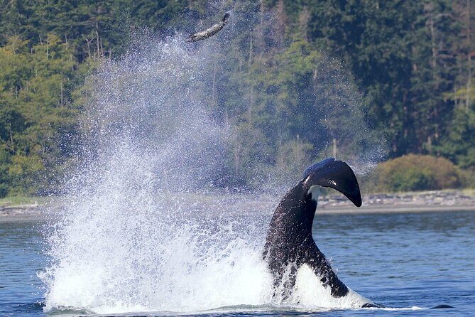 Victoria Whale Watching Cruise with Expert Naturalists - Wildlife Encounters: What You Might See