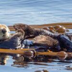 Victoria Whale Watching Tour on a Covered Vessel - The Value of This Tour