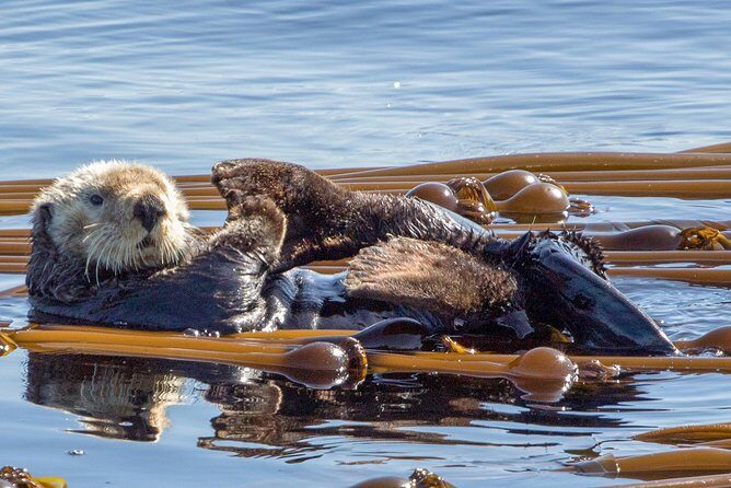 Victoria Whale Watching Tour on a Covered Vessel - The Value of This Tour