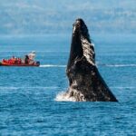 Victoria: Winter Whale Watching & Marine Wildlife Tour - An In-Depth Look at the Experience