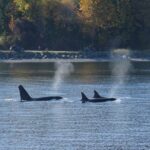 Victoria Zodiac Whale Watching Adventure - Final Thoughts