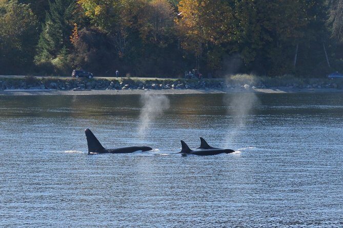 Victoria Zodiac Whale Watching Adventure - Final Thoughts