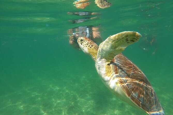 VIP Cenotes & Turtles Private Tour - Who Should Consider This Tour?