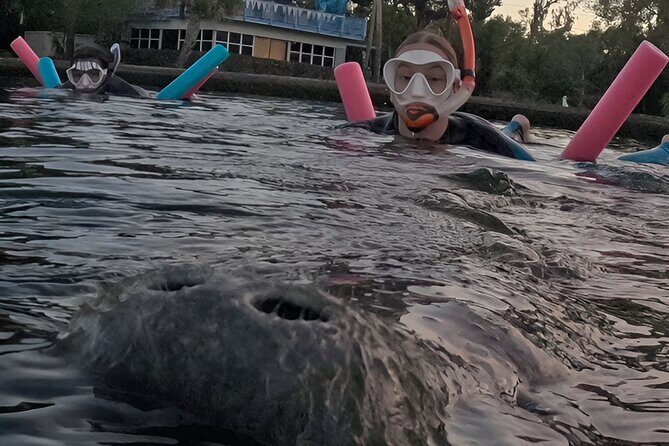 VIP Guided Swim with Manatee Tour Crystal River FL Free Photos - What You Can Expect from the Tour