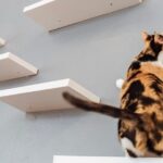 Visit the Rescued Cats of Cat Therapy - The Sum Up