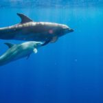 Waianae, Oahu: Swim with Dolphins (Semi-Private Boat Tour) - A Closer Look at the Itinerary