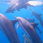 Waikiki: AM Paradise Honu Snorkeling - The Itinerary: What to Expect from Start to Finish