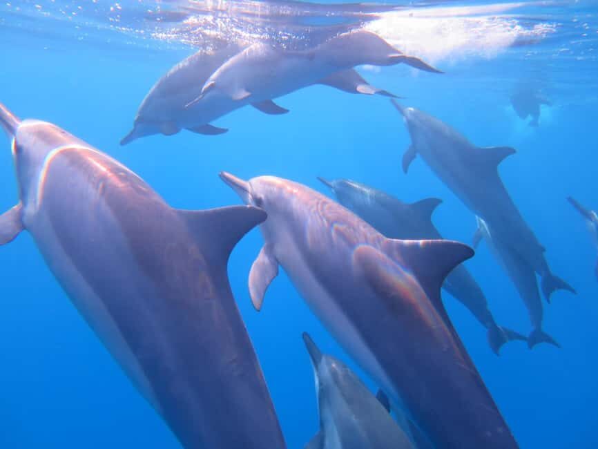 Waikiki: AM Paradise Honu Snorkeling - The Itinerary: What to Expect from Start to Finish