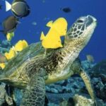 Waikiki Beach: Turtle Snorkeling and Sailing on Hwea - Who Will Love This Tour?