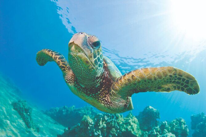 Waikiki Catamaran Snorkel Sail: Turtles Guaranteed - What You’ll Love About the Experience