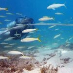 Waikiki: Honolulu Beginner Scuba Diving with Videos - The Itinerary in Detail