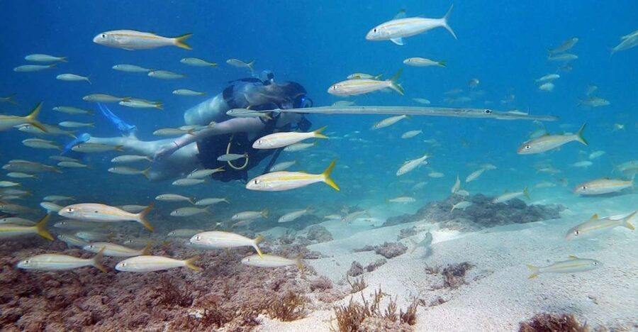 Waikiki: Honolulu Beginner Scuba Diving with Videos - The Itinerary in Detail