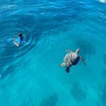 Waikiki: Sea Turtle Snorkeling, Small Group Boat Tour - Who Will Enjoy This Tour?
