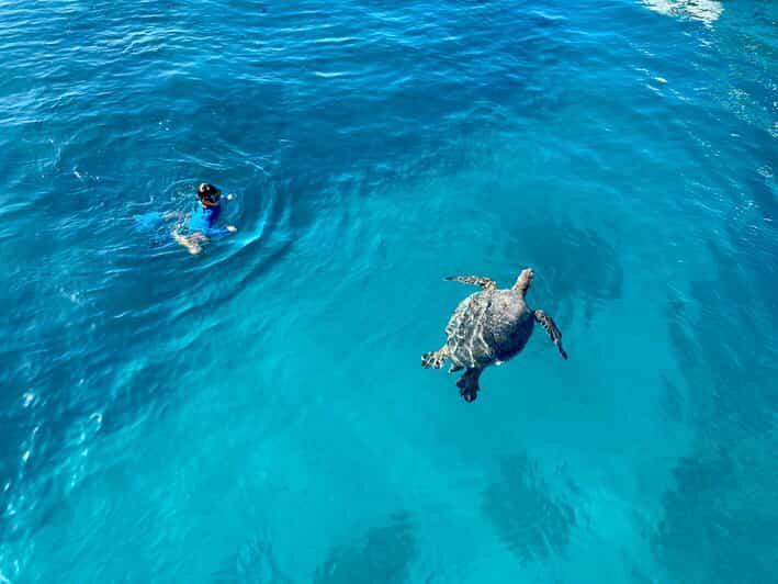 Waikiki: Sea Turtle Snorkeling, Small Group Boat Tour - Who Will Enjoy This Tour?
