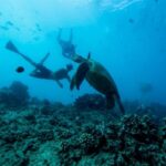 Waikiki: Snorkel Tour with Hawaiian Green Sea Turtles - What You Can Expect on the Tour