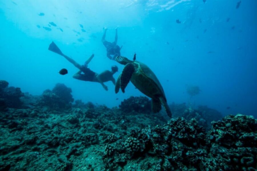 Waikiki: Snorkel Tour with Hawaiian Green Sea Turtles - What You Can Expect on the Tour
