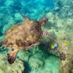 Wailea Beach: Snorkeling for Non-Swimmers Guided Tour - The Learning Curve: Practice in Shallow Water