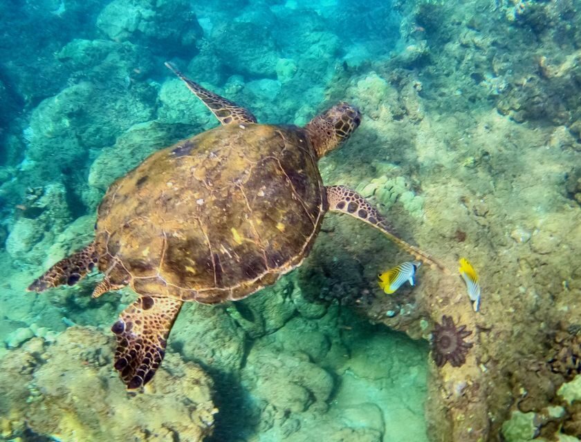 Wailea Beach: Snorkeling for Non-Swimmers Guided Tour - The Learning Curve: Practice in Shallow Water