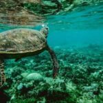 Wailea: Turtle Town Snorkeling Trip with Photo and Video - The Marine Wildlife and Underwater Environment
