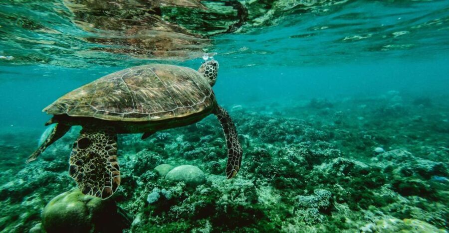 Wailea: Turtle Town Snorkeling Trip with Photo and Video - The Marine Wildlife and Underwater Environment