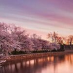 Washington: Cherry Blossom Tour - Who Will Love This Tour?