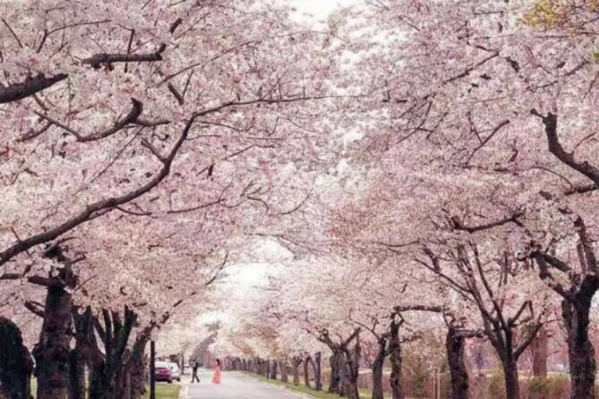 Washington D.C. Cherry Blossom,Baltimore 3-Day Tour from Boston - Who Will Love This Tour?