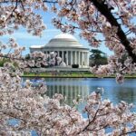Washington DC: Cherry Blossom Walking Tour - Who Should Consider This Tour?