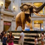 Washington DC: Museum of Natural History Private Guided Tour - Who Should Book This Tour?