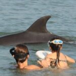 Watch and Swim with Dolphins in the Wild - Authentic Encounters: What the Reviews Say