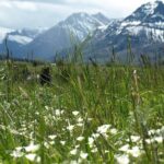 Waterton Lakes National Park Off The Beaten Path - What You Can Expect: A Detailed Breakdown of the Itinerary