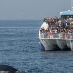 West Harbor LA Whale and Dolphin Watching Cruise - Pricing and Value