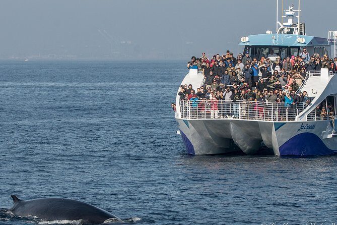 West Harbor LA Whale and Dolphin Watching Cruise - Pricing and Value