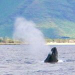 West O'ahu: Swim with Dolphins Catamaran Cruise - Why This Tour Is a Great Choice