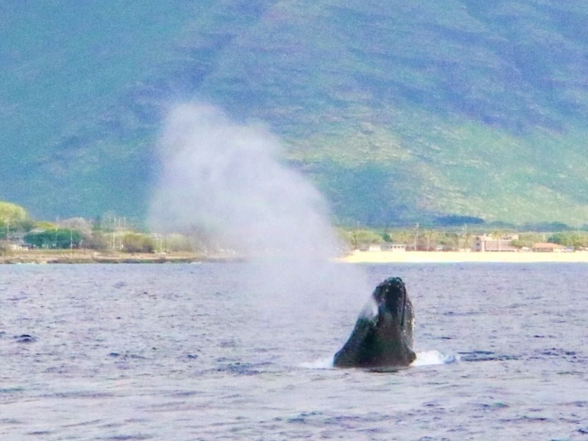 West O'ahu: Swim with Dolphins Catamaran Cruise - Why This Tour Is a Great Choice